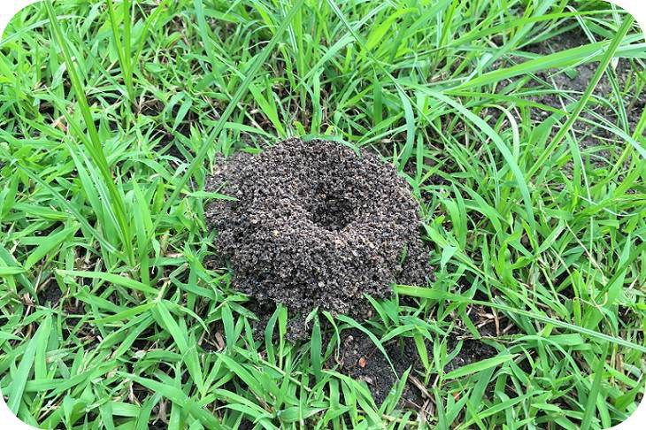 Rode mieren: herkennen, info, tips & bestrijden